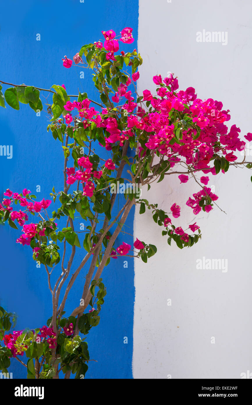 Bougainvillea pink flowers in mediterranean Stock Photo - Alamy