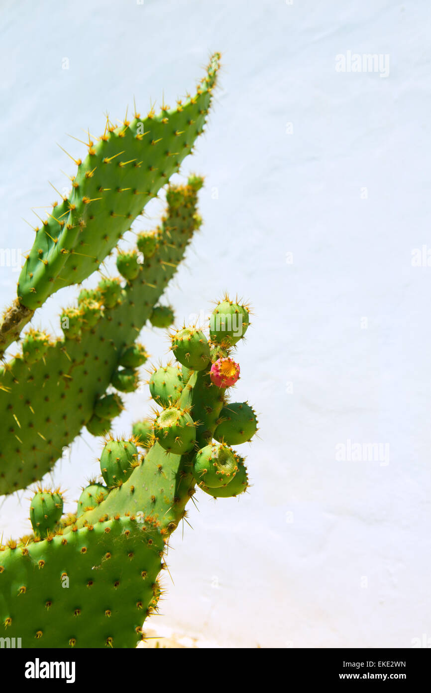 chumbera nopal prickly pear fruits Stock Photo - Alamy