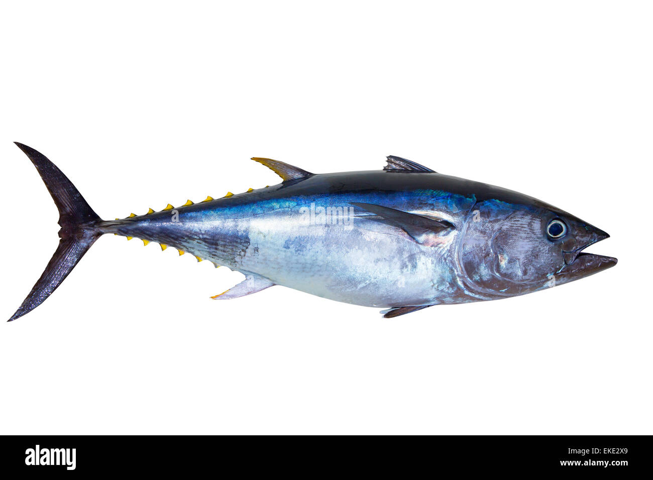 Bluefin tuna really fresh isolated on white Stock Photo - Alamy