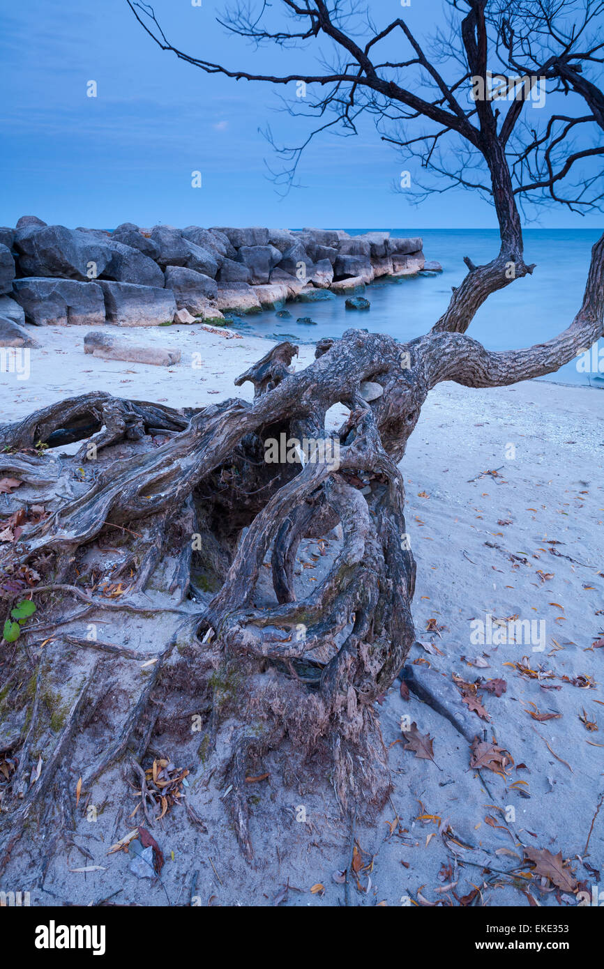 Gnarled tree hi-res stock photography and images - Alamy