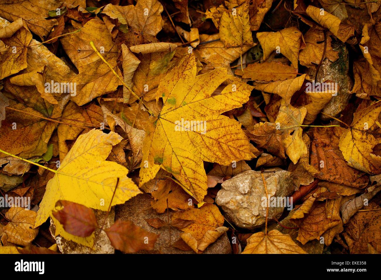 Heap leaves autumn hi-res stock photography and images - Alamy