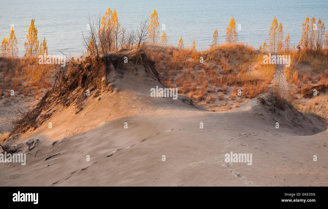 Trees in sand dunes hi-res stock photography and images - Alamy