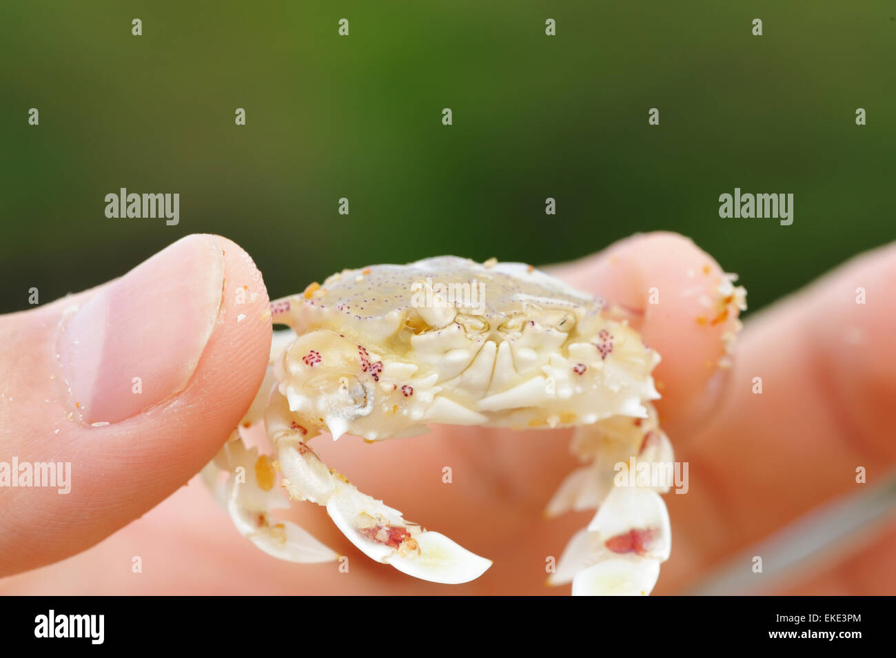 Crab in hand Stock Photo - Alamy