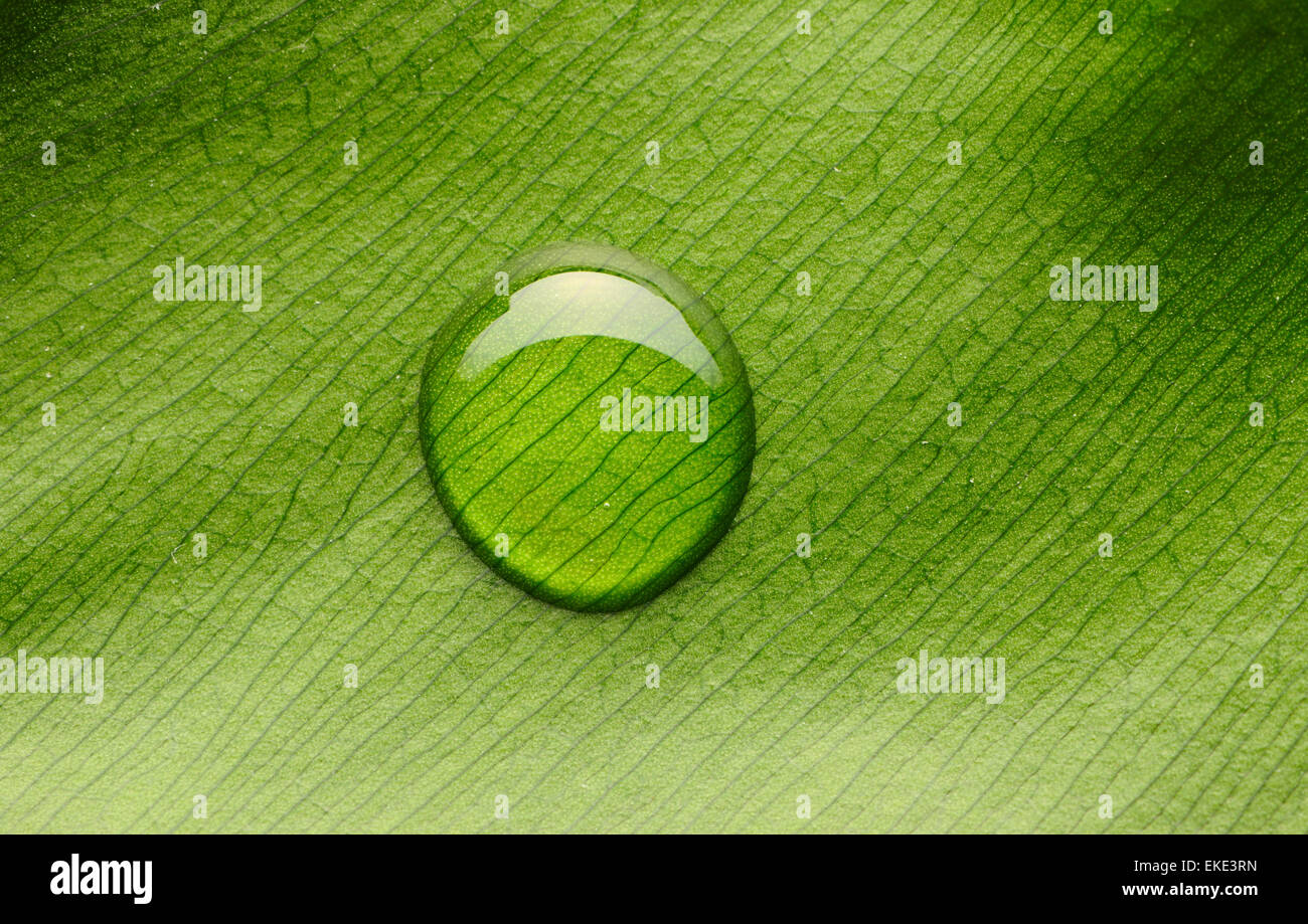 Water drop on leaf Stock Photo - Alamy