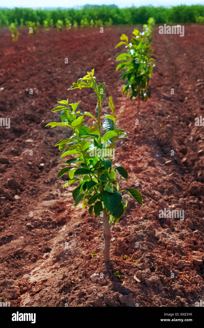 persimmon trees very young growing Stock Photo - Alamy