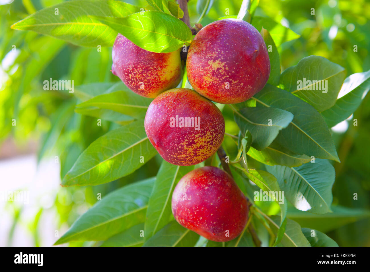 nectarine fruits on a tree with red color Stock Photo - Alamy