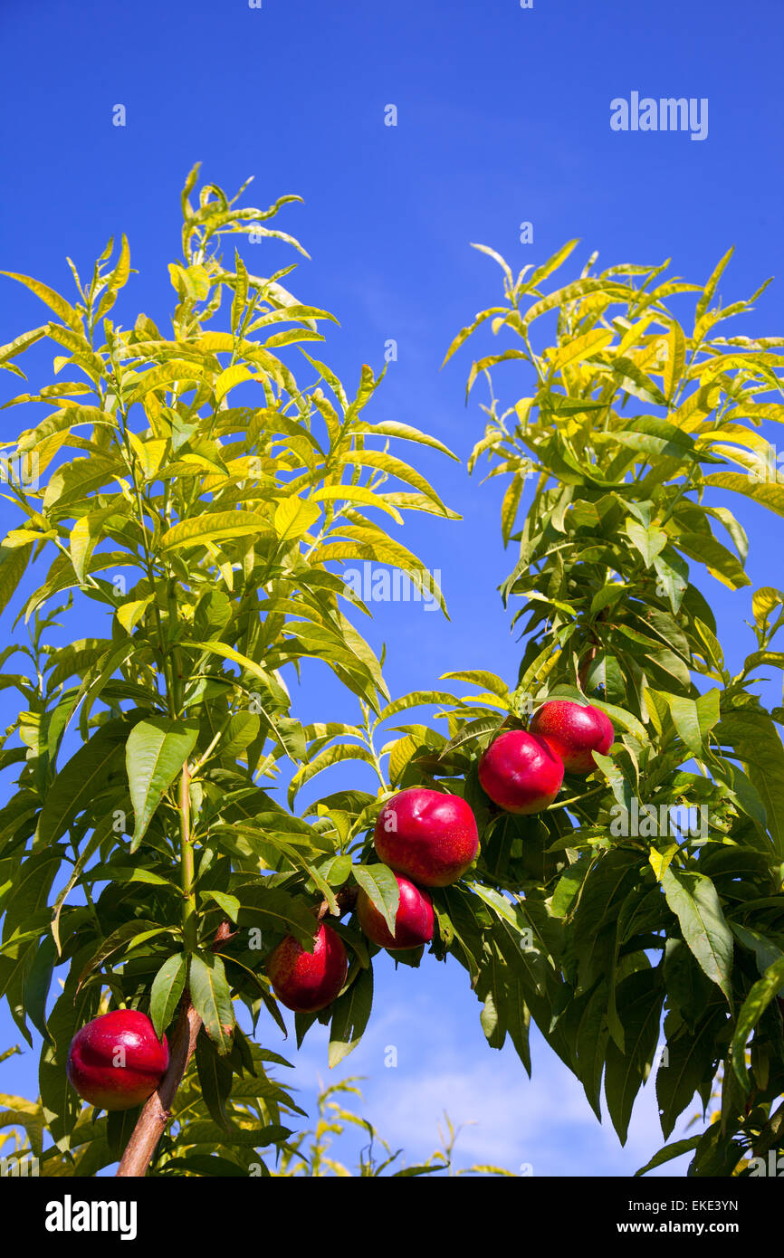nectarine fruits on a tree with red color Stock Photo - Alamy