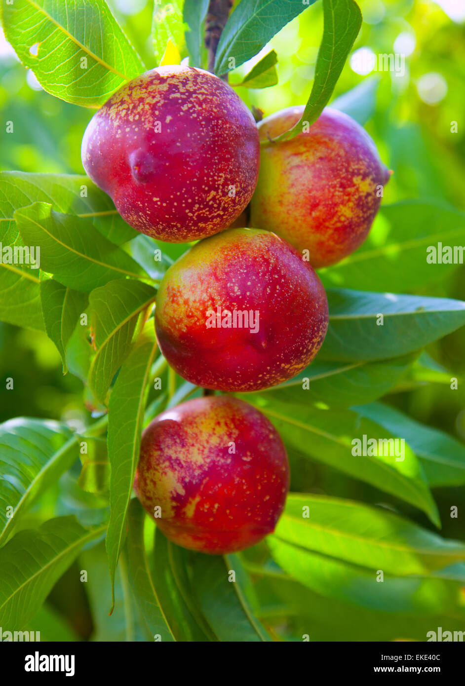 nectarine fruits on a tree with red color Stock Photo - Alamy