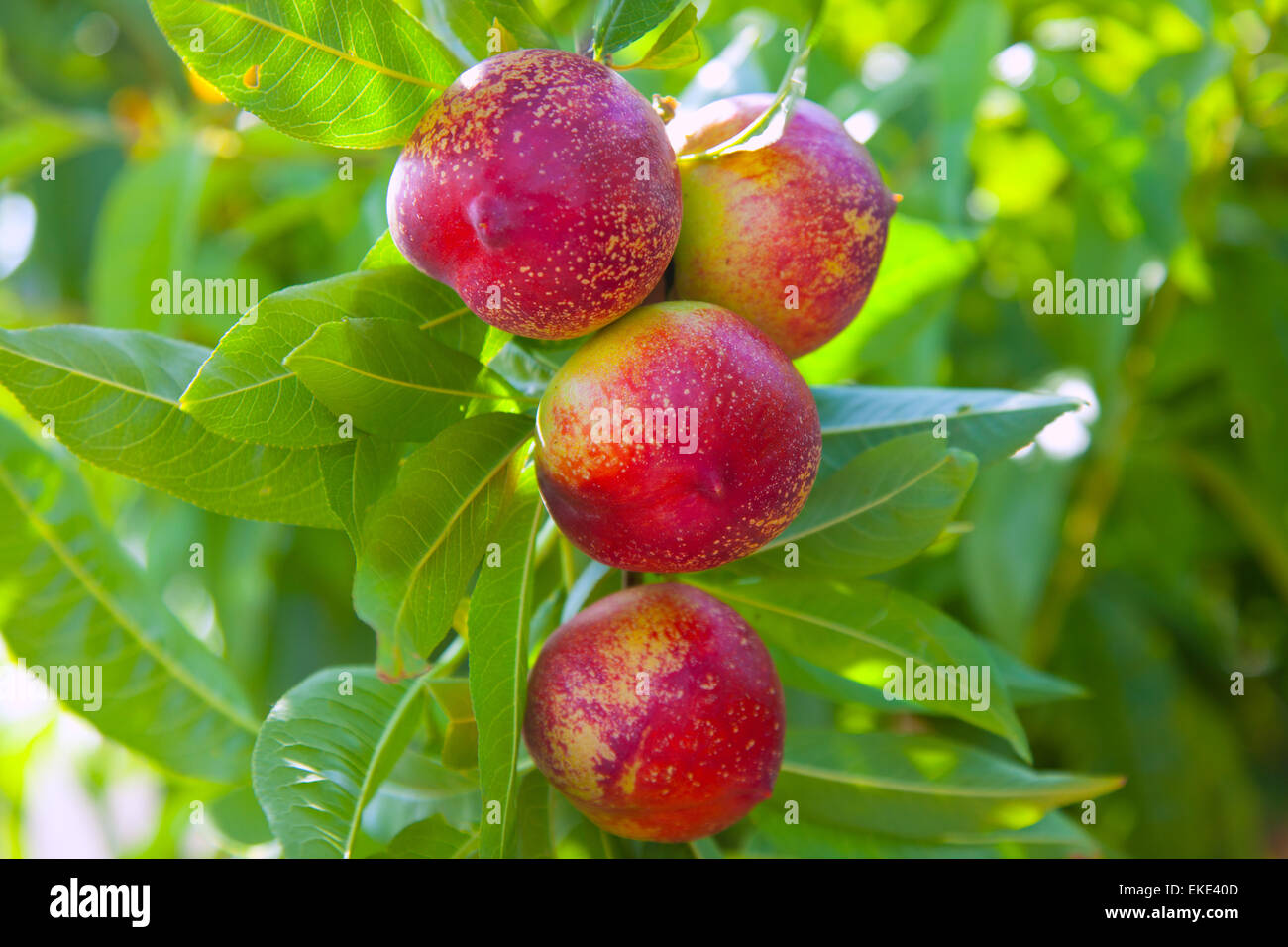 nectarine fruits on a tree with red color Stock Photo - Alamy