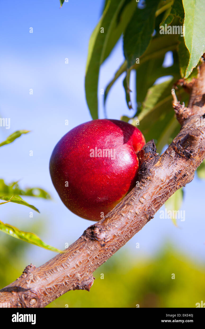 nectarine fruits on a tree with red color Stock Photo - Alamy