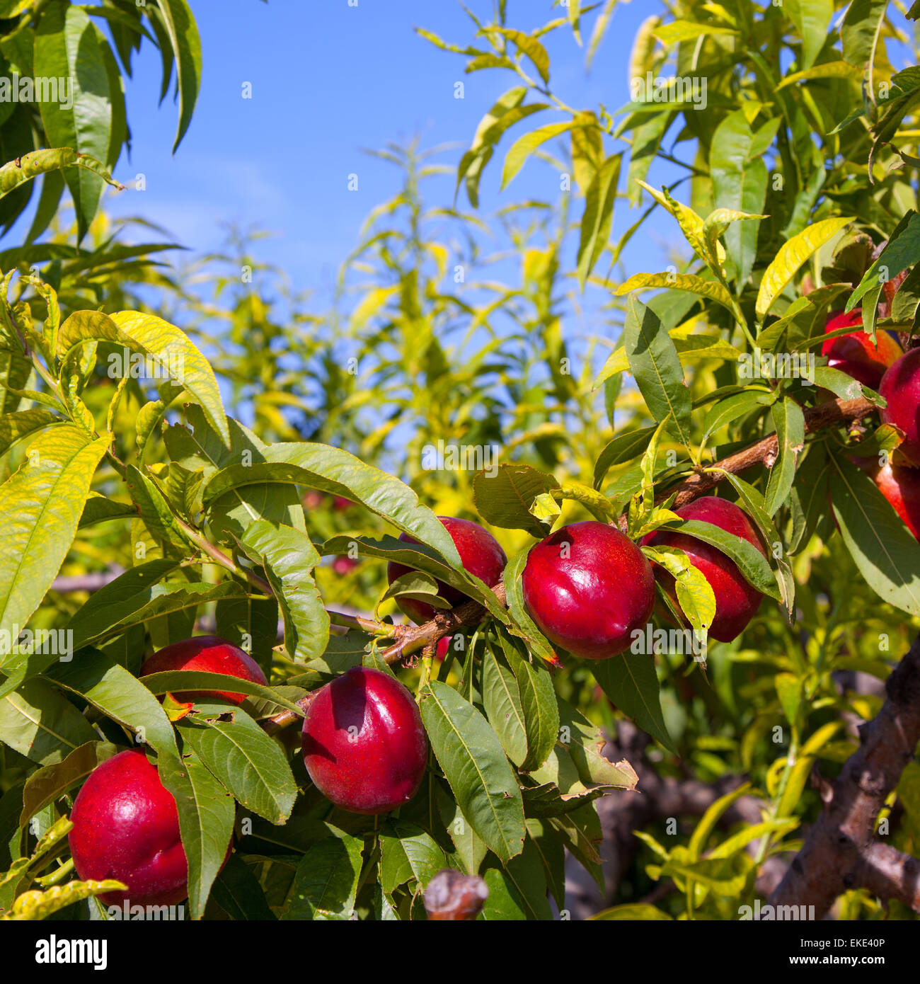 nectarine fruits on a tree with red color Stock Photo - Alamy