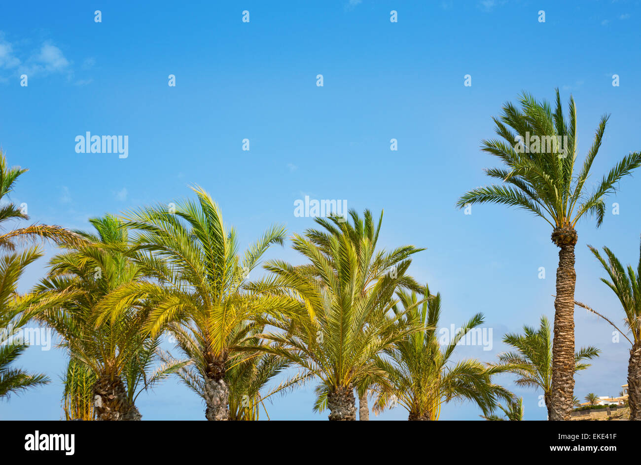 Mediterranean Palm trees on blue sky Stock Photo - Alamy