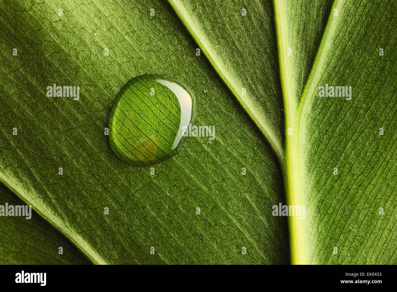 Water drop on leaf Stock Photo - Alamy