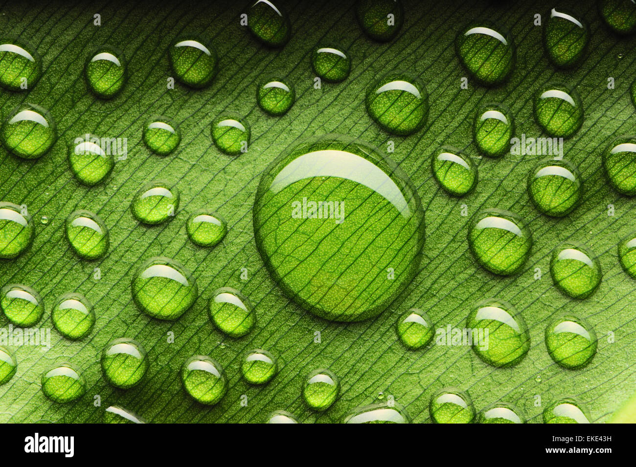 Water drops on leaf Stock Photo - Alamy