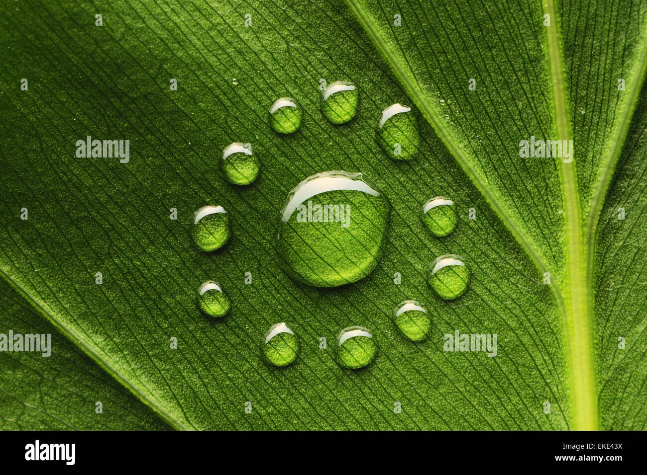 Water drops on leaf Stock Photo - Alamy