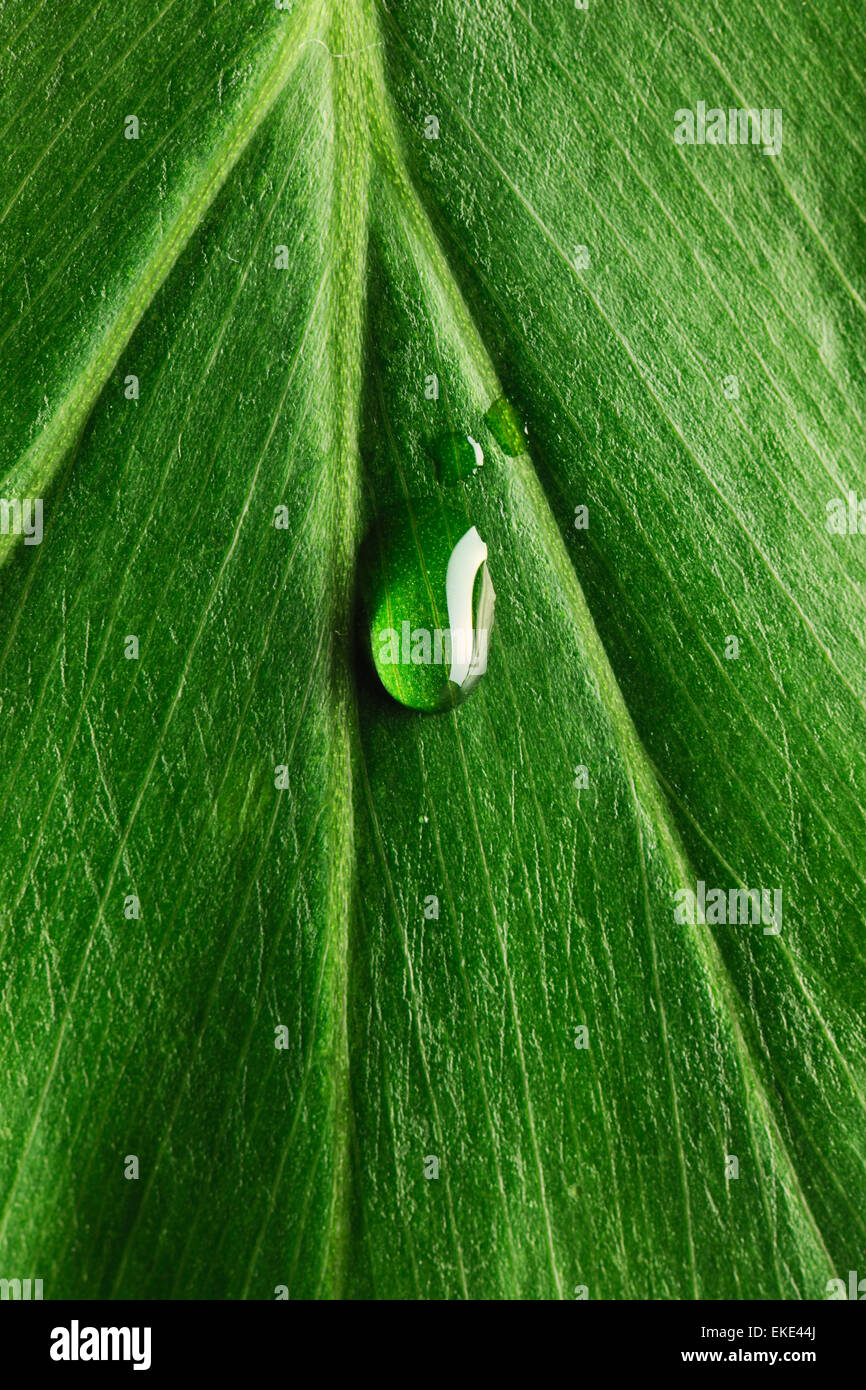 Water drop on leaf Stock Photo - Alamy
