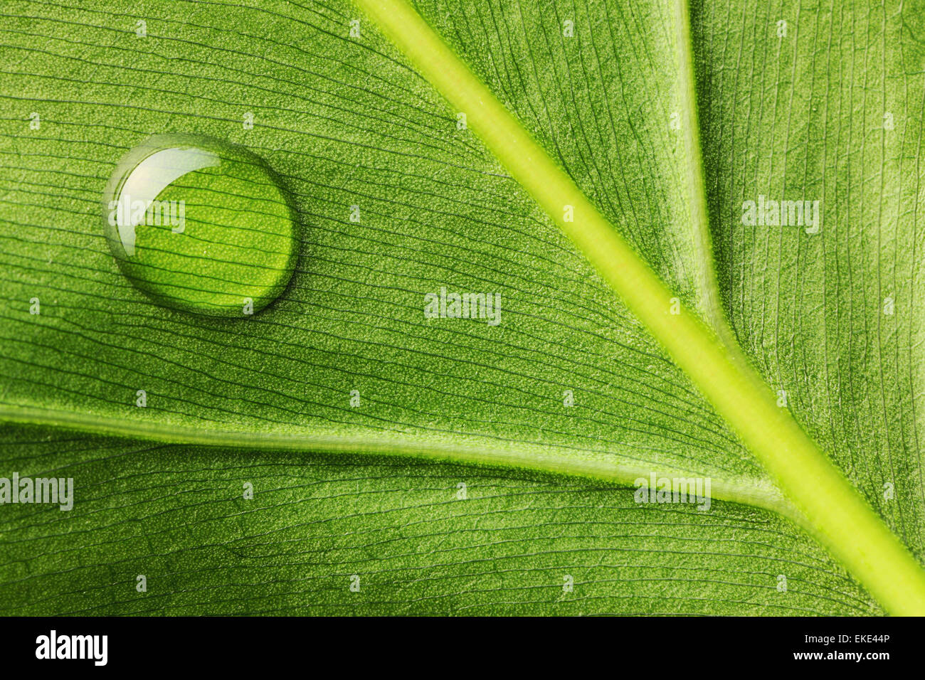 Water drop on leaf Stock Photo - Alamy