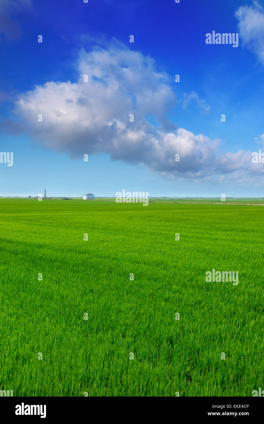 El Saler in Valencia rice fields green meadow Stock Photo - Alamy