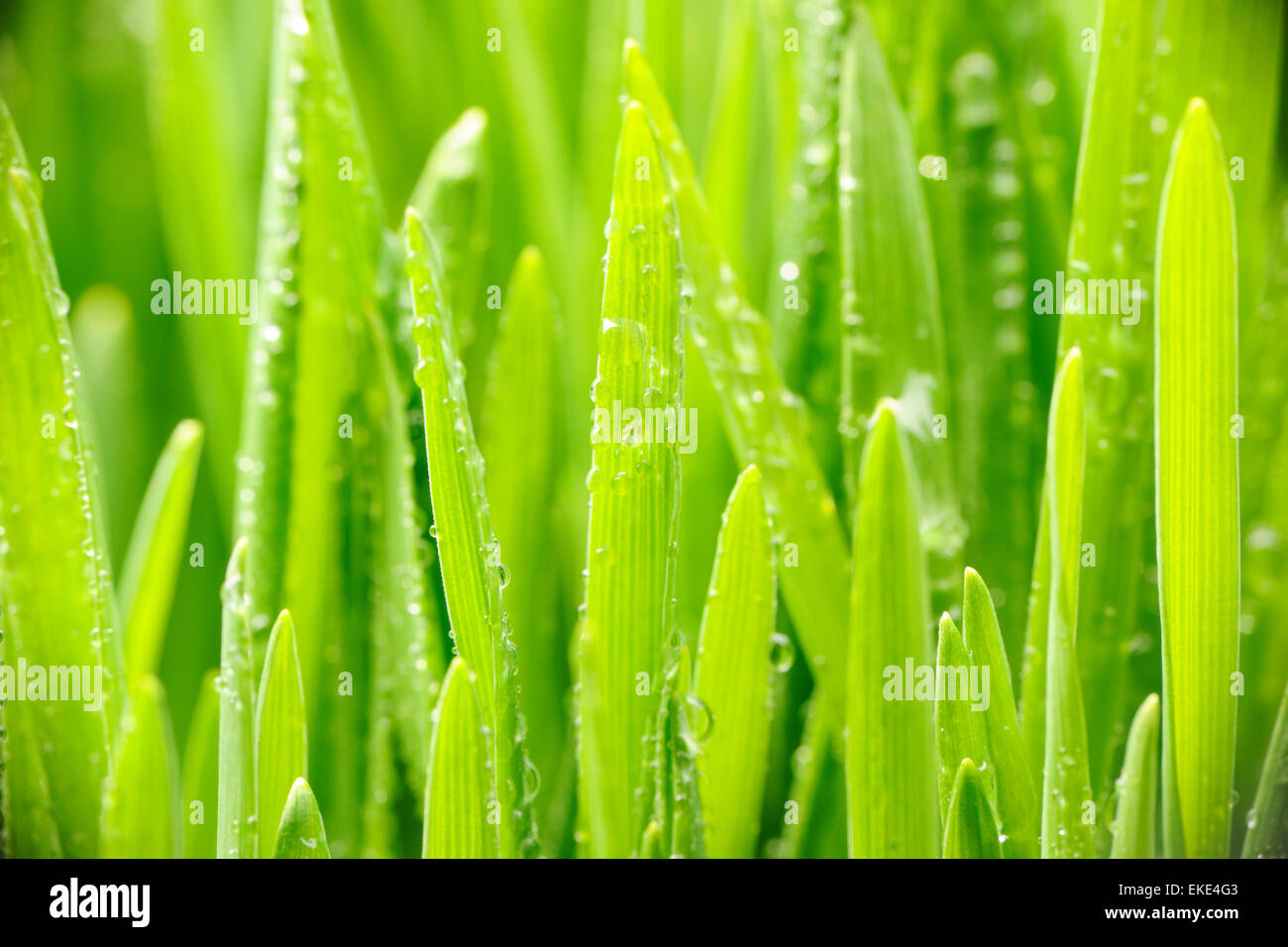 Water drops on grass Stock Photo - Alamy
