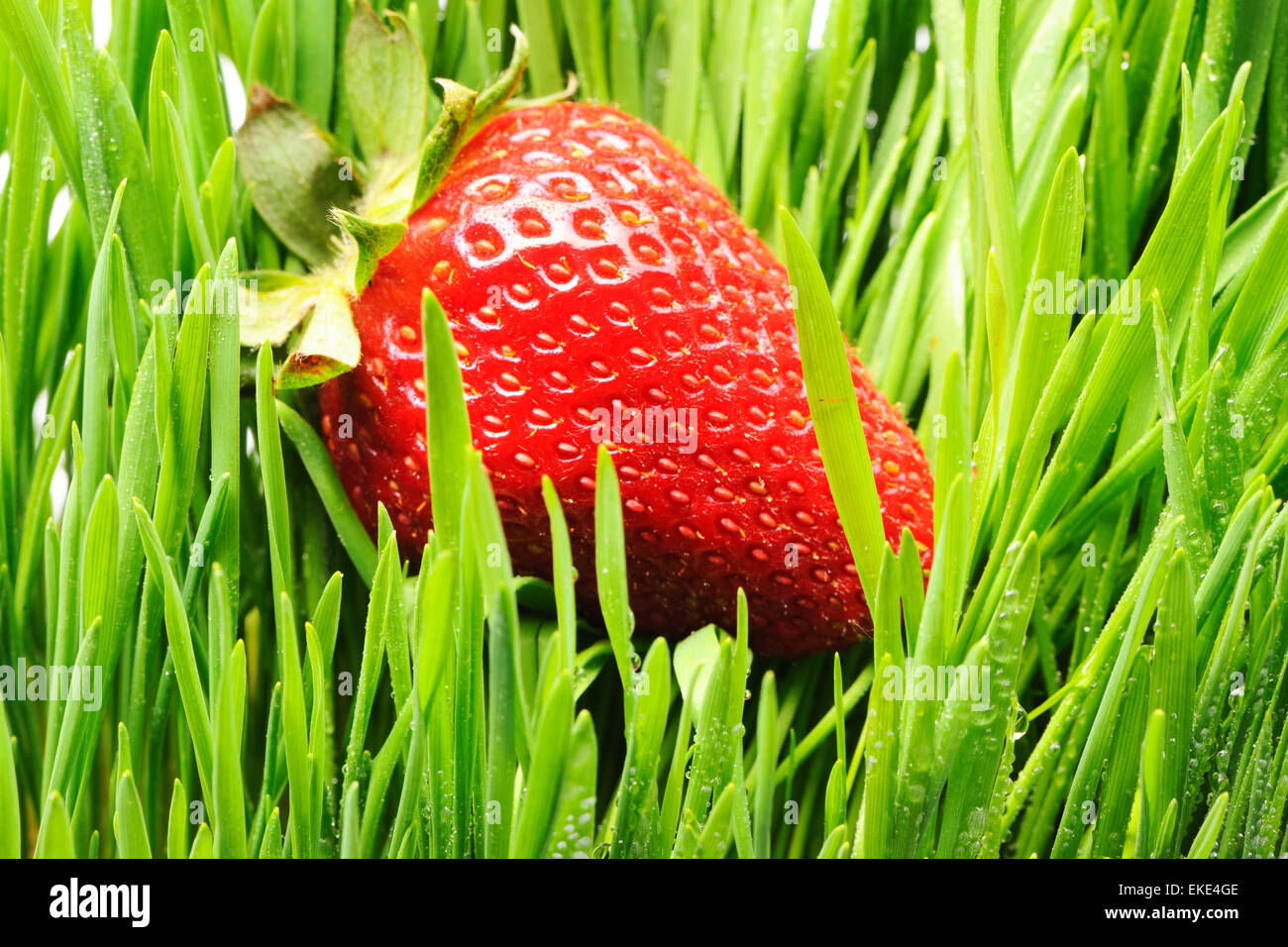 Strawberry in grass Stock Photo - Alamy