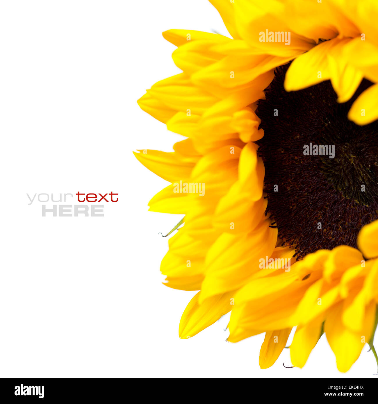 Sunflowers frame text flower hi-res stock photography and images - Alamy