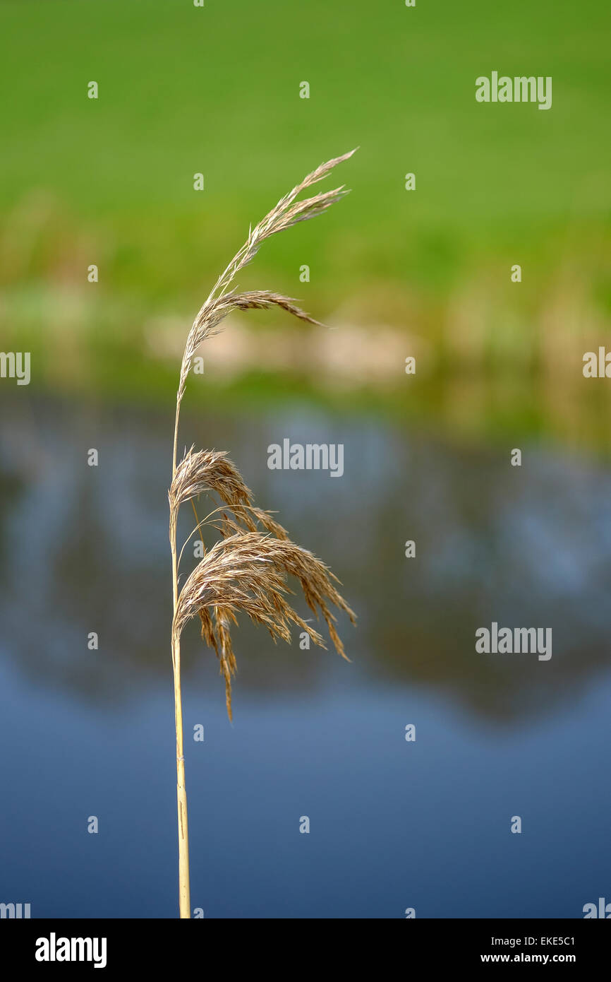 Reed grass hi-res stock photography and images - Alamy