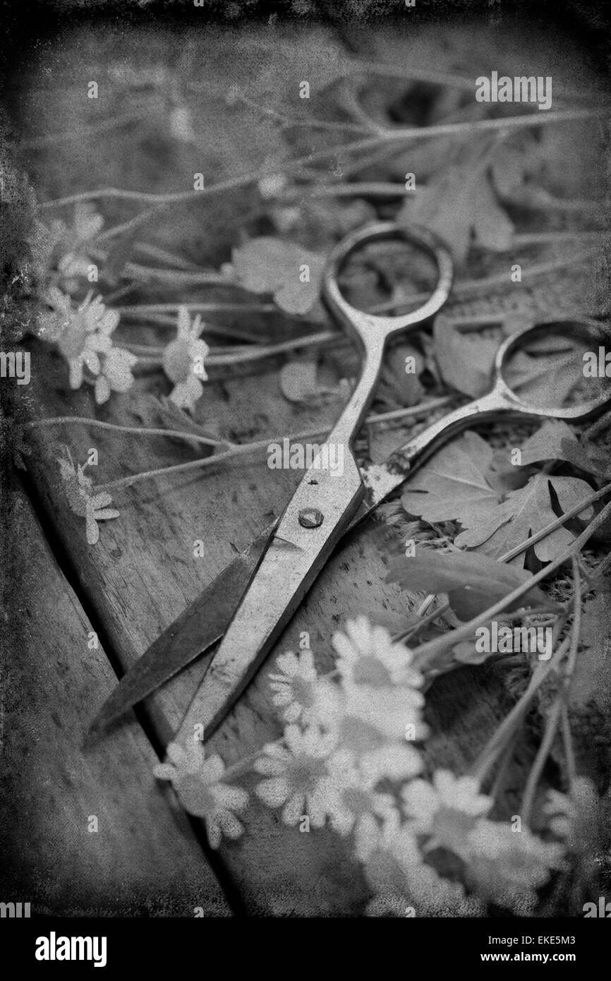 flowers with scissors Stock Photo - Alamy