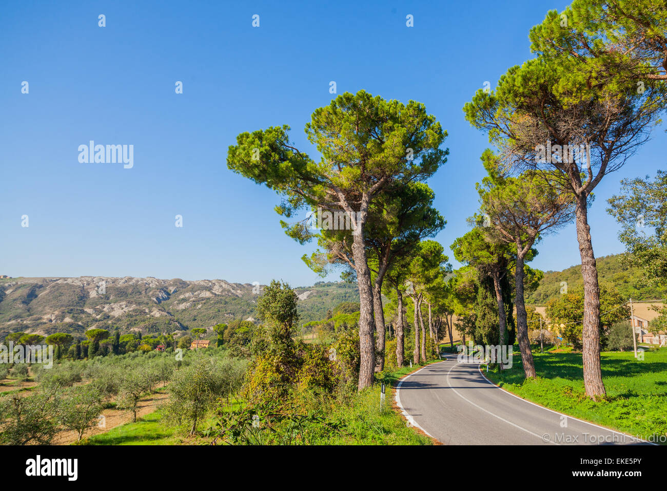 Road with pine trees Tuscany Stock Photo - Alamy