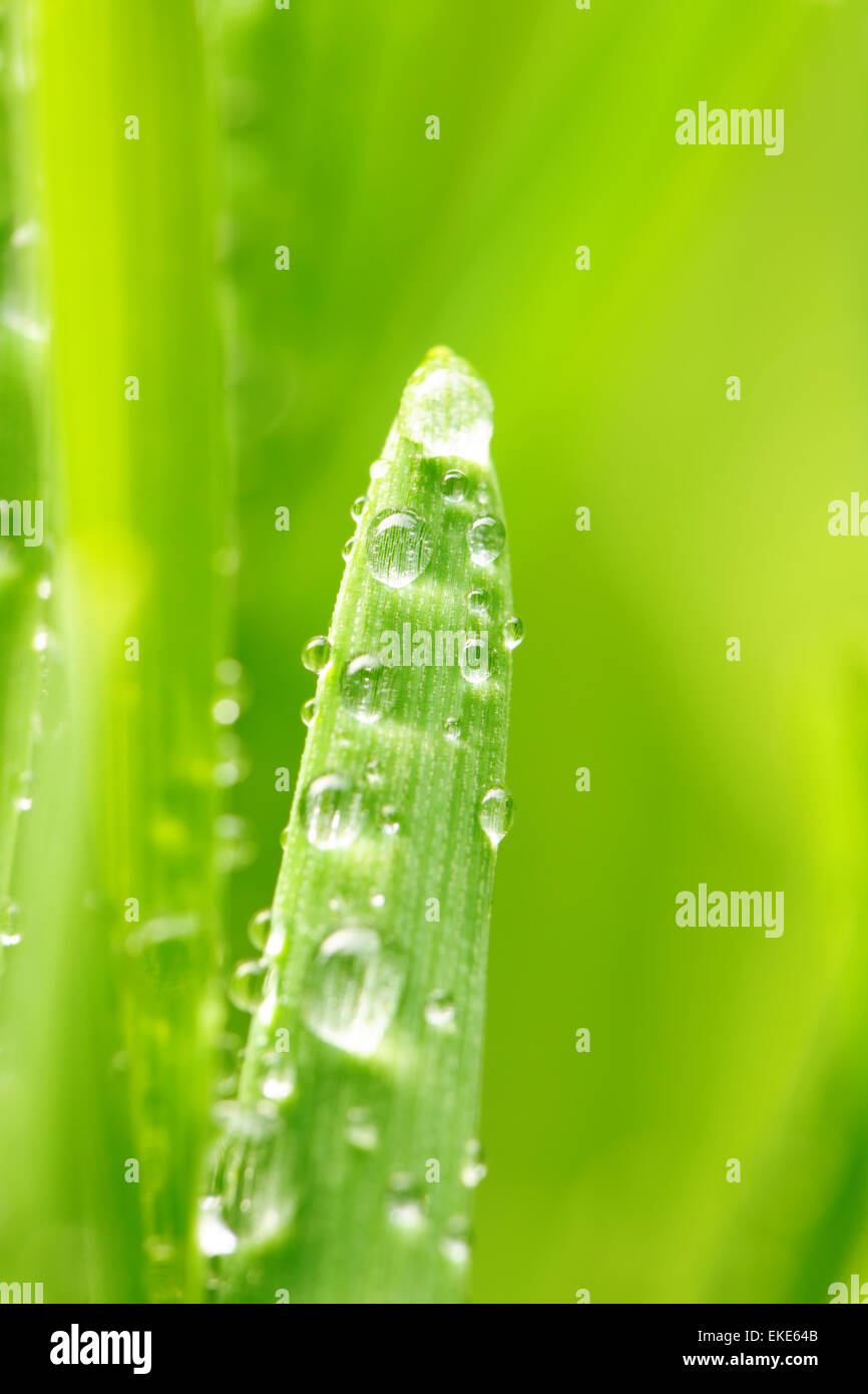 Water drops on grass Stock Photo - Alamy