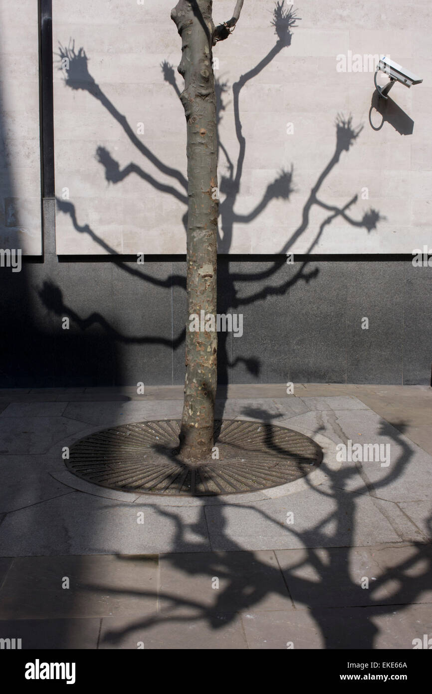 Shadows of branches from urban tree landscape in central London Stock ...