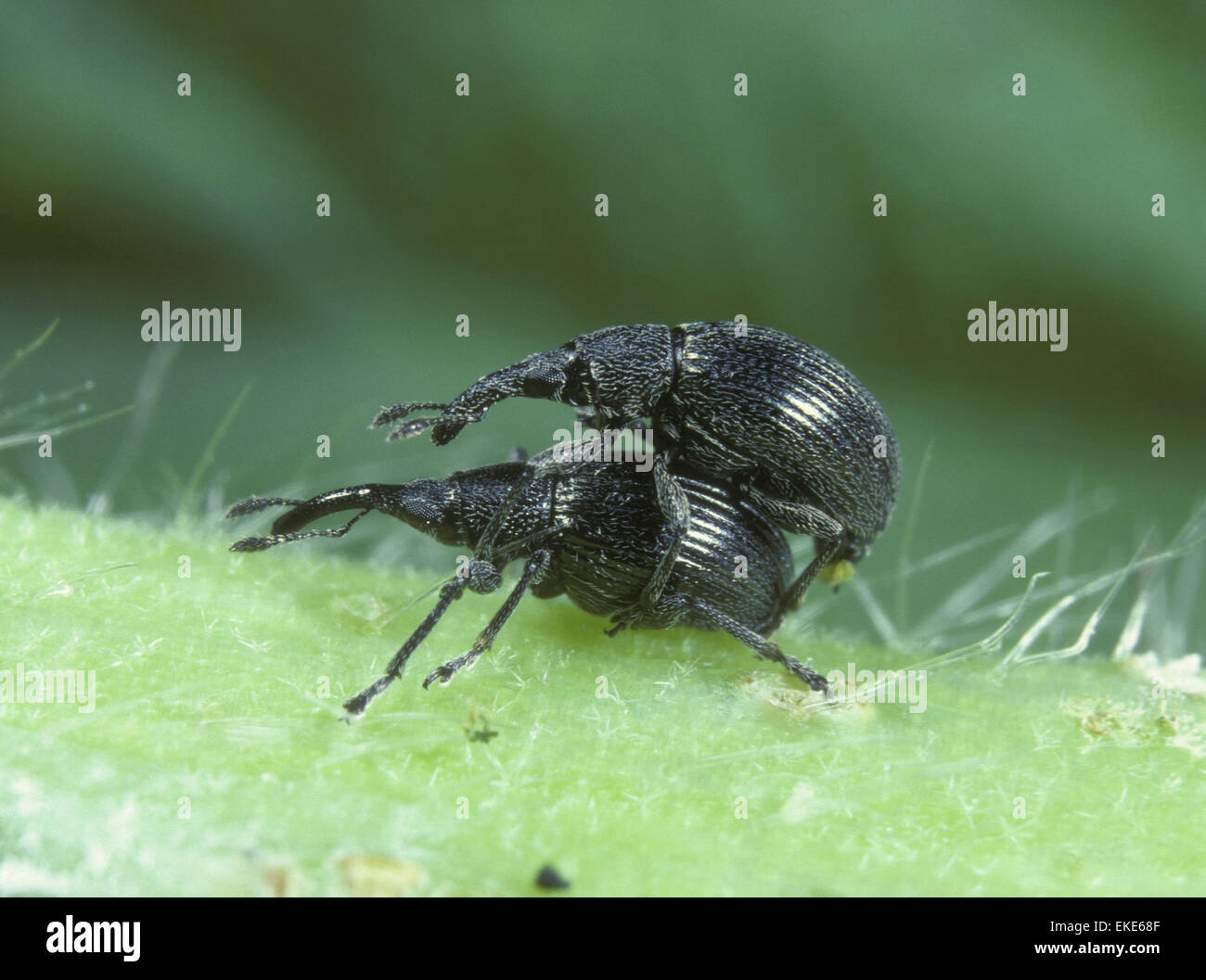 Mating Weevils - Apion sp Stock Photo - Alamy