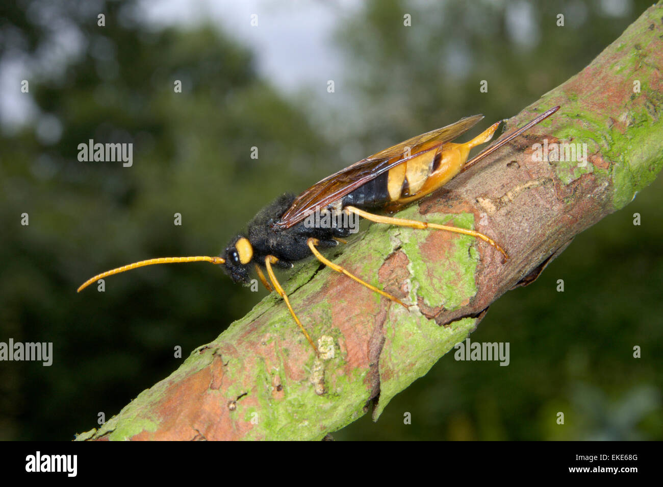 Giant Wood Wasp - Uroceras gigas Stock Photo - Alamy