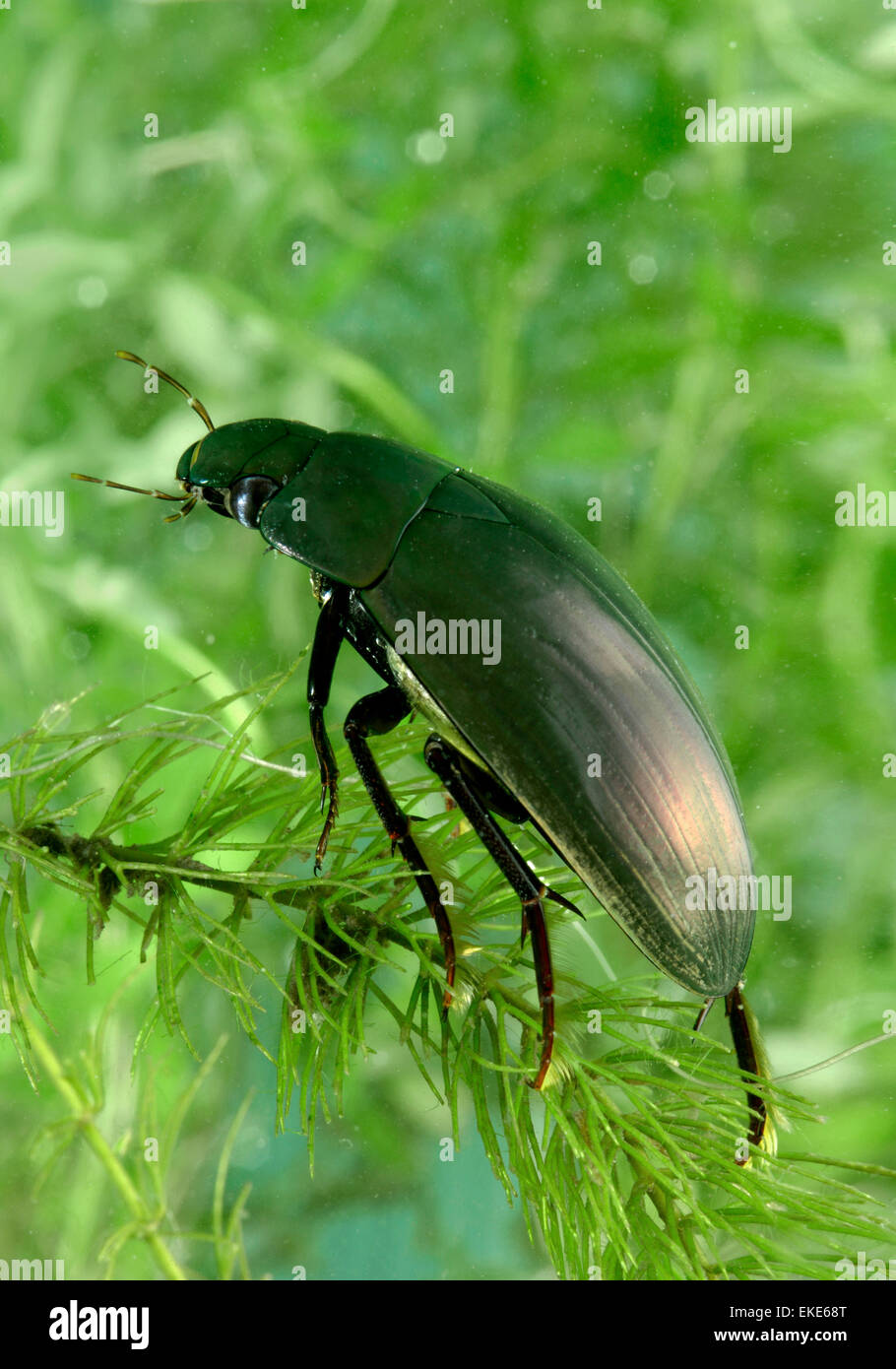 Silver Water Beetle - Hydrophilus piceus Stock Photo - Alamy