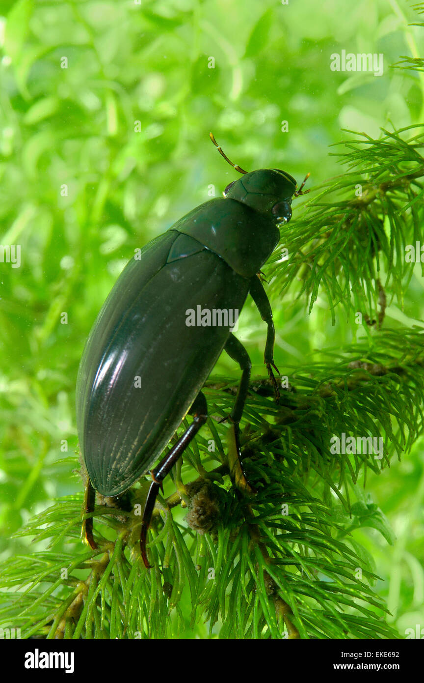 Silver Water Beetle - Hydrophilus piceus Stock Photo - Alamy