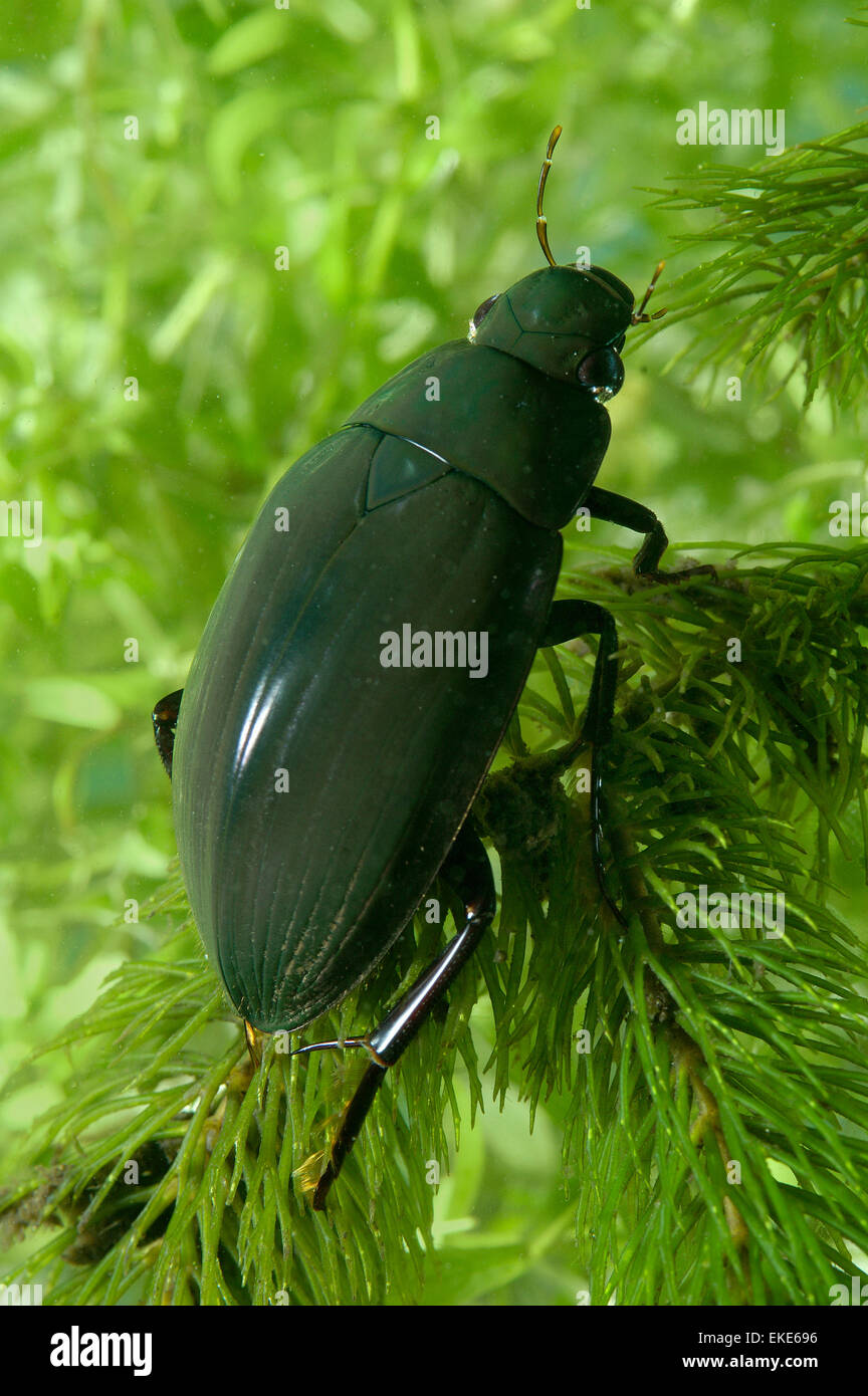 Hydrophilus hi-res stock photography and images - Alamy