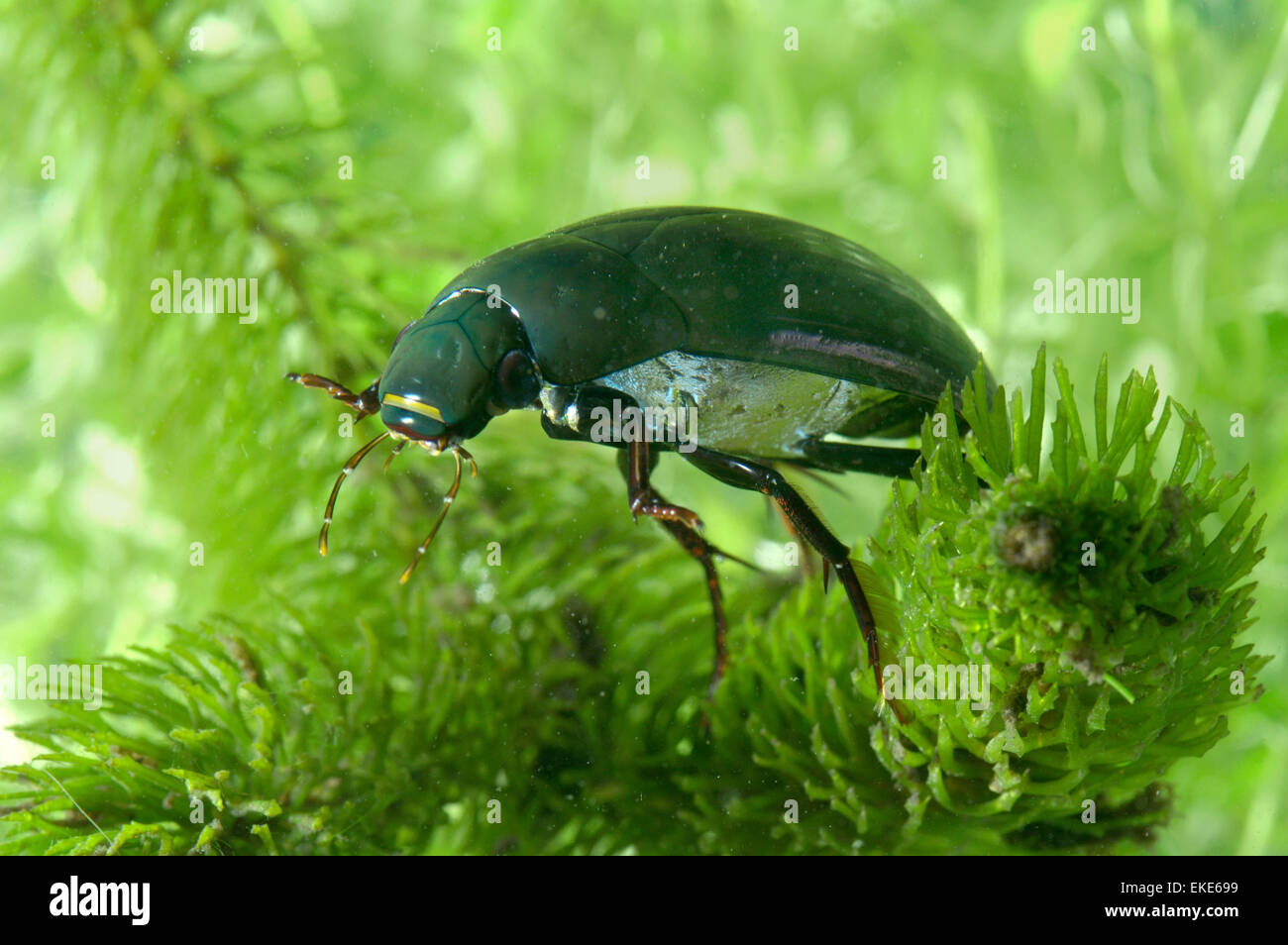 Silver Water Beetle - Hydrophilus piceus Stock Photo - Alamy