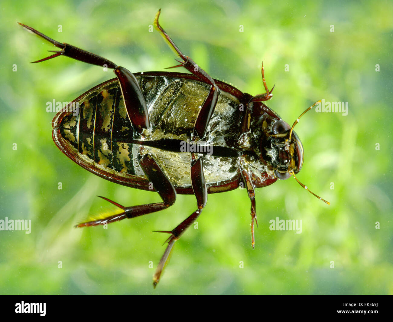 Silver water beetle hi-res stock photography and images - Alamy