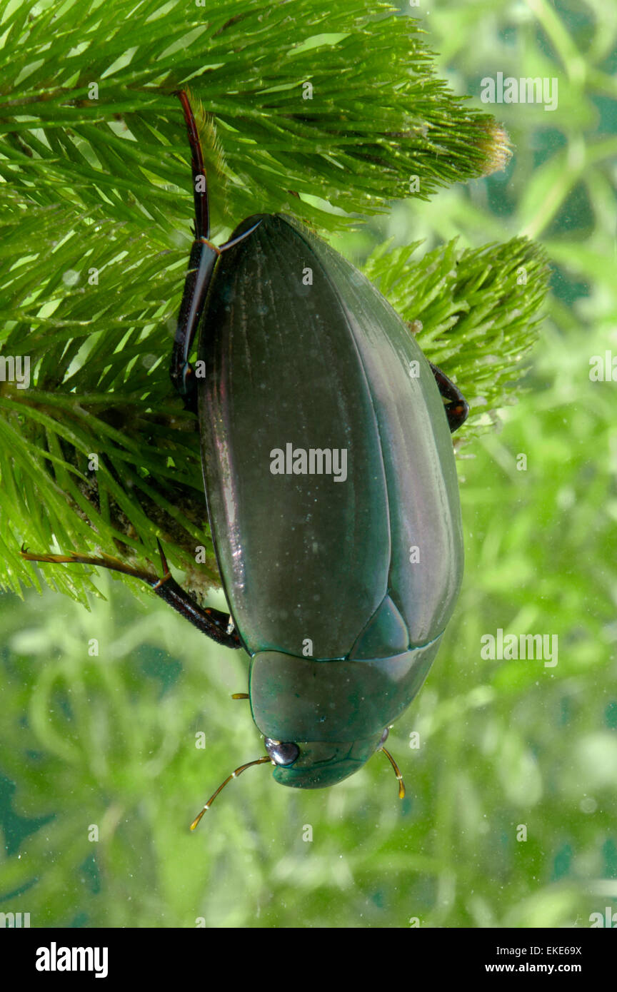 Water beetle hi-res stock photography and images - Alamy