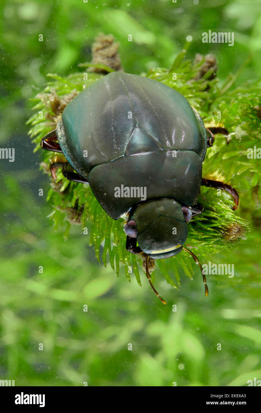 Silver Water Beetle - Hydrophilus piceus Stock Photo - Alamy