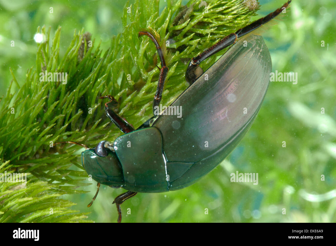 Water beetle hi-res stock photography and images - Alamy