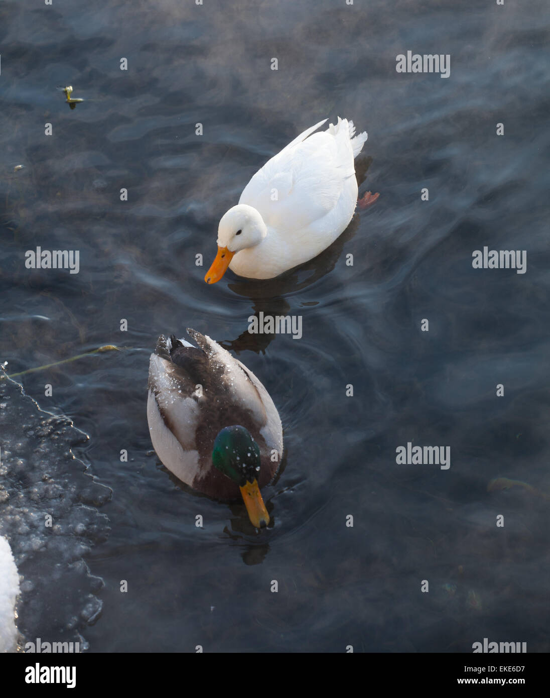 Albino duck hi-res stock photography and images - Alamy