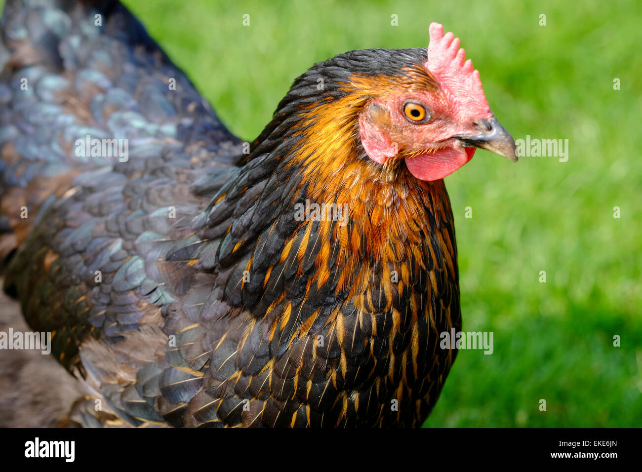 Black and orange Chicken Stock Photo - Alamy