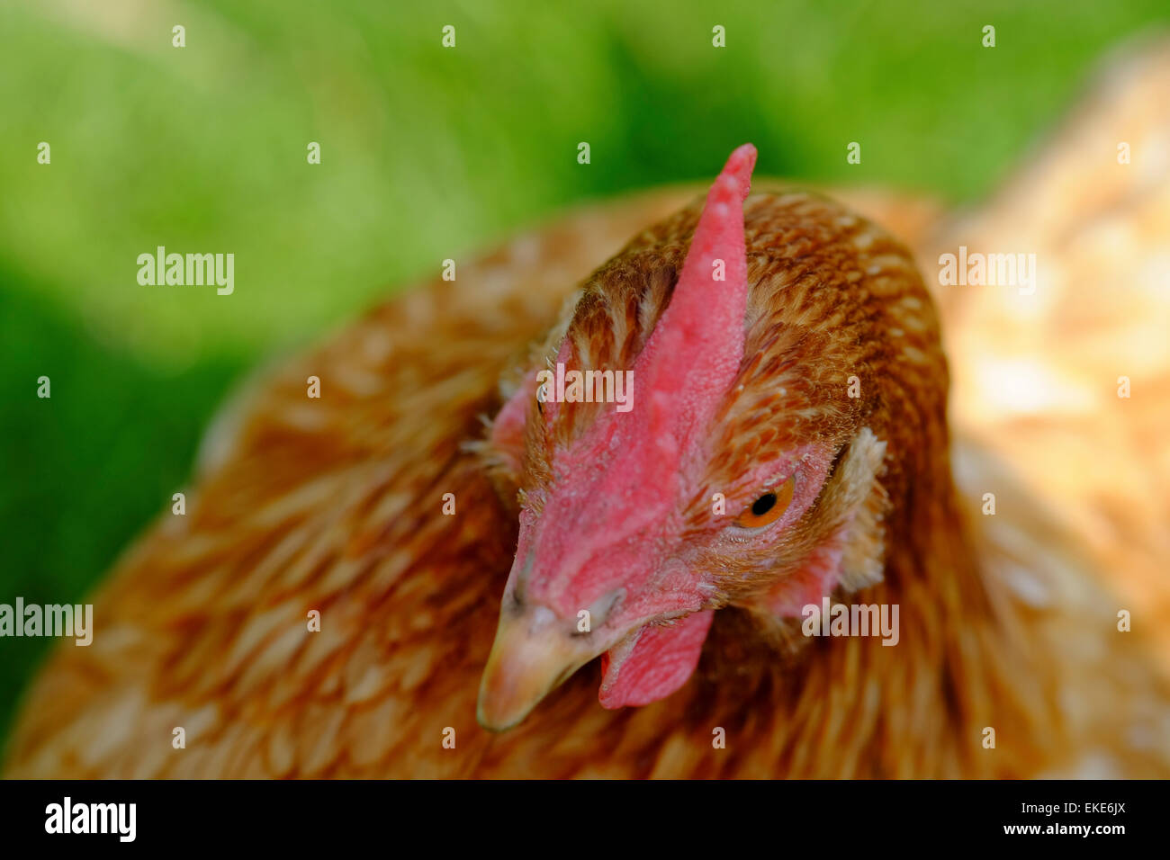Close Up Chicken Head Stock Photo - Alamy