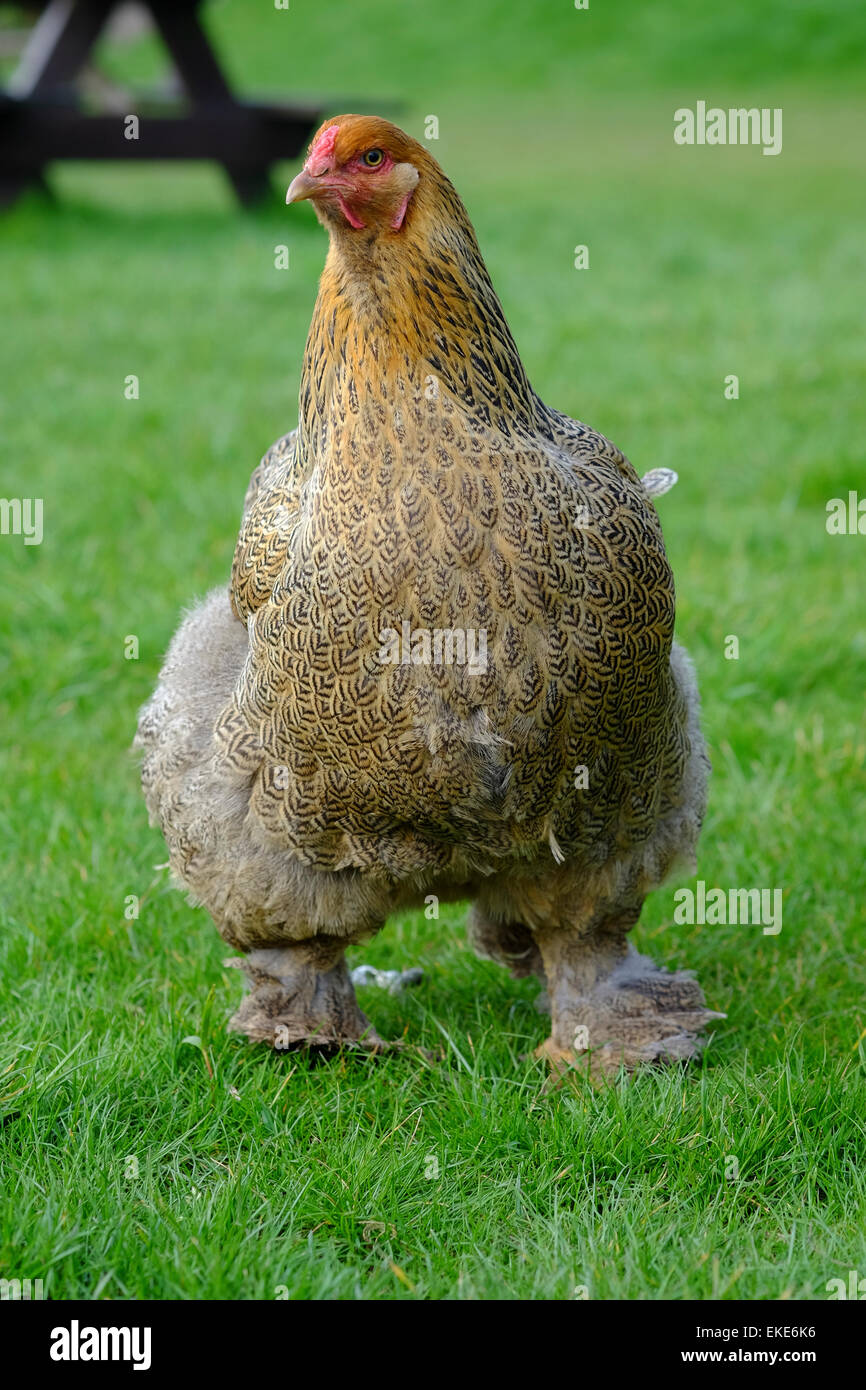 Feathered hen legs hi-res stock photography and images - Alamy