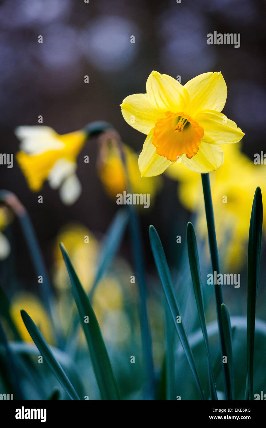 Plant daffodil flower hi-res stock photography and images - Alamy