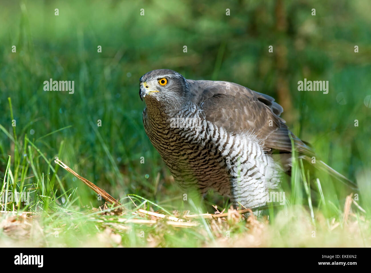 Raptor bird falcon hi-res stock photography and images - Alamy