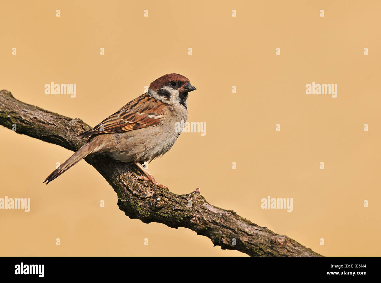Tree sparrow hi-res stock photography and images - Alamy