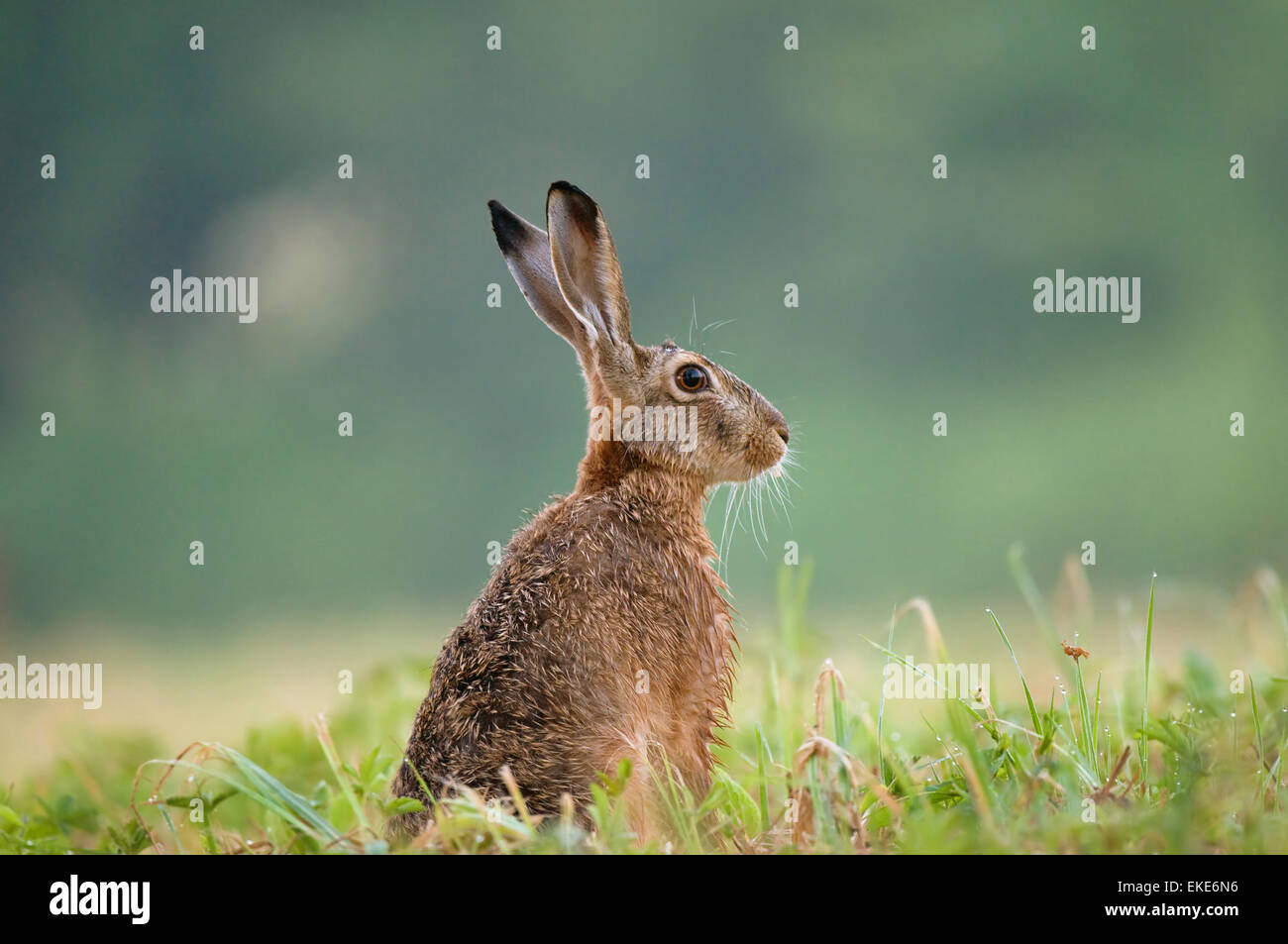 Wildlife lawn hare bunny rabbit hi-res stock photography and images - Alamy