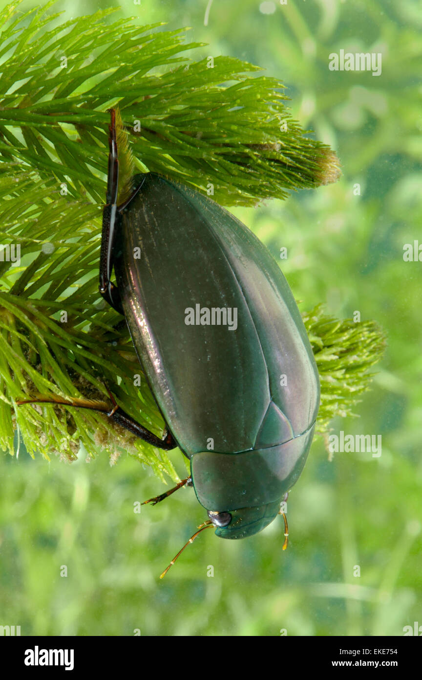 Water beetle hi-res stock photography and images - Alamy
