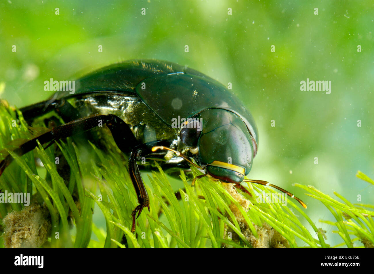 Water beetle hi-res stock photography and images - Alamy